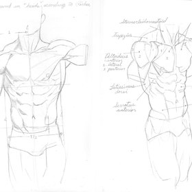 Torso anatomy lecture notes - Bodies In Motion