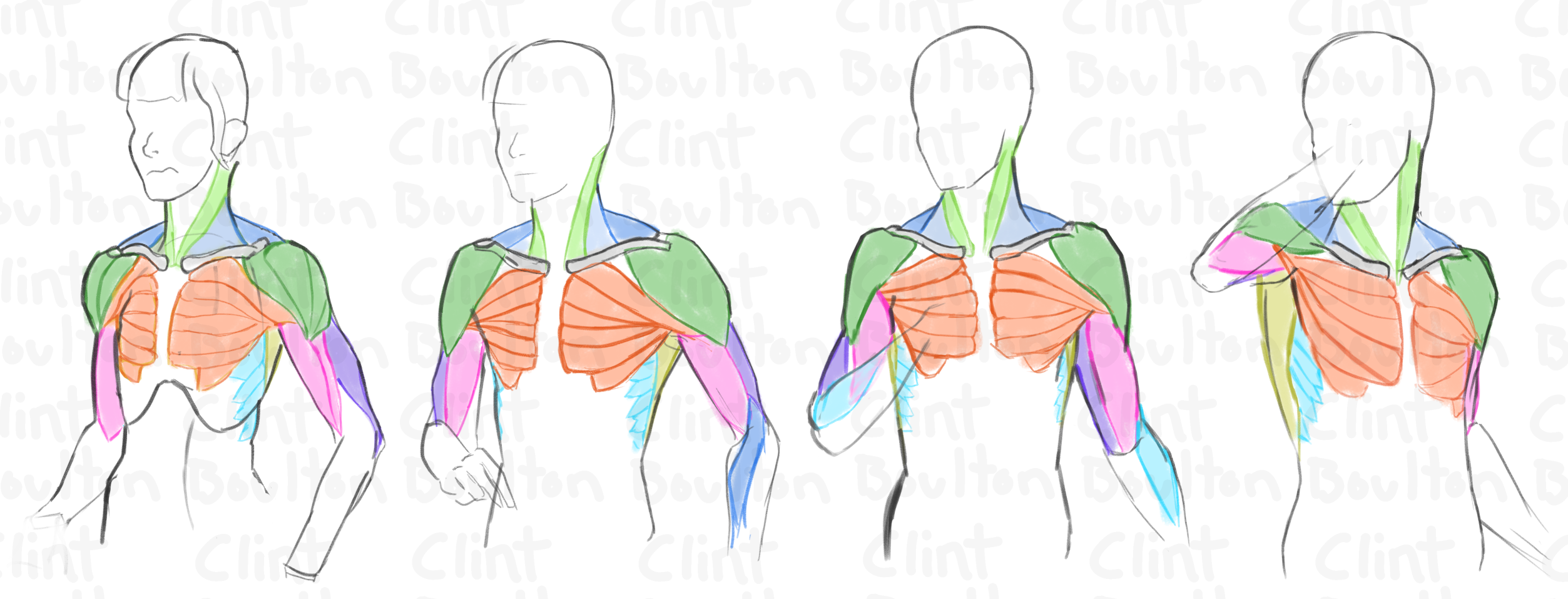 Shoulder Anatomy - Bodies In Motion
