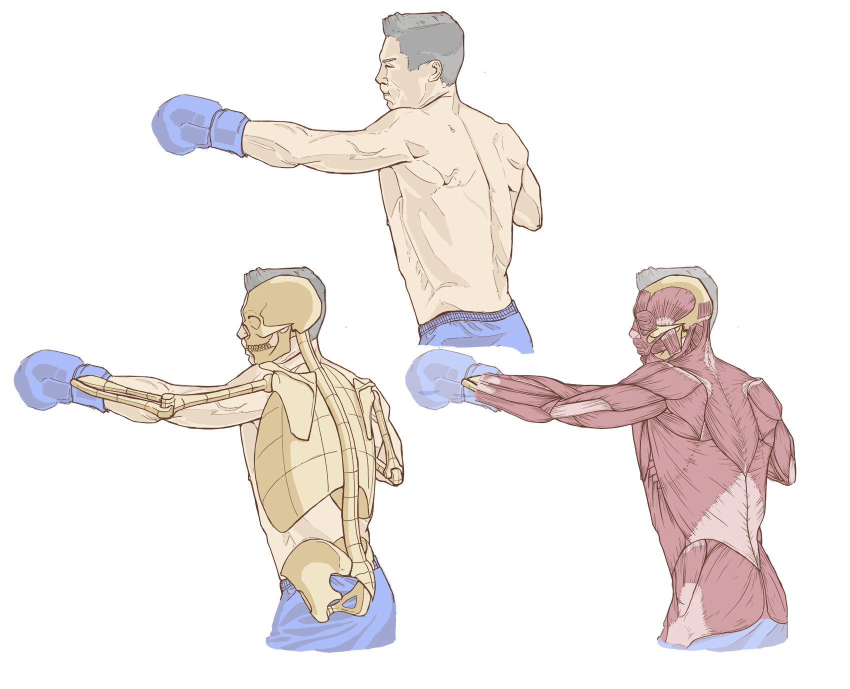 Boxing 04 - Frame 12 ecorche. - Bodies In Motion